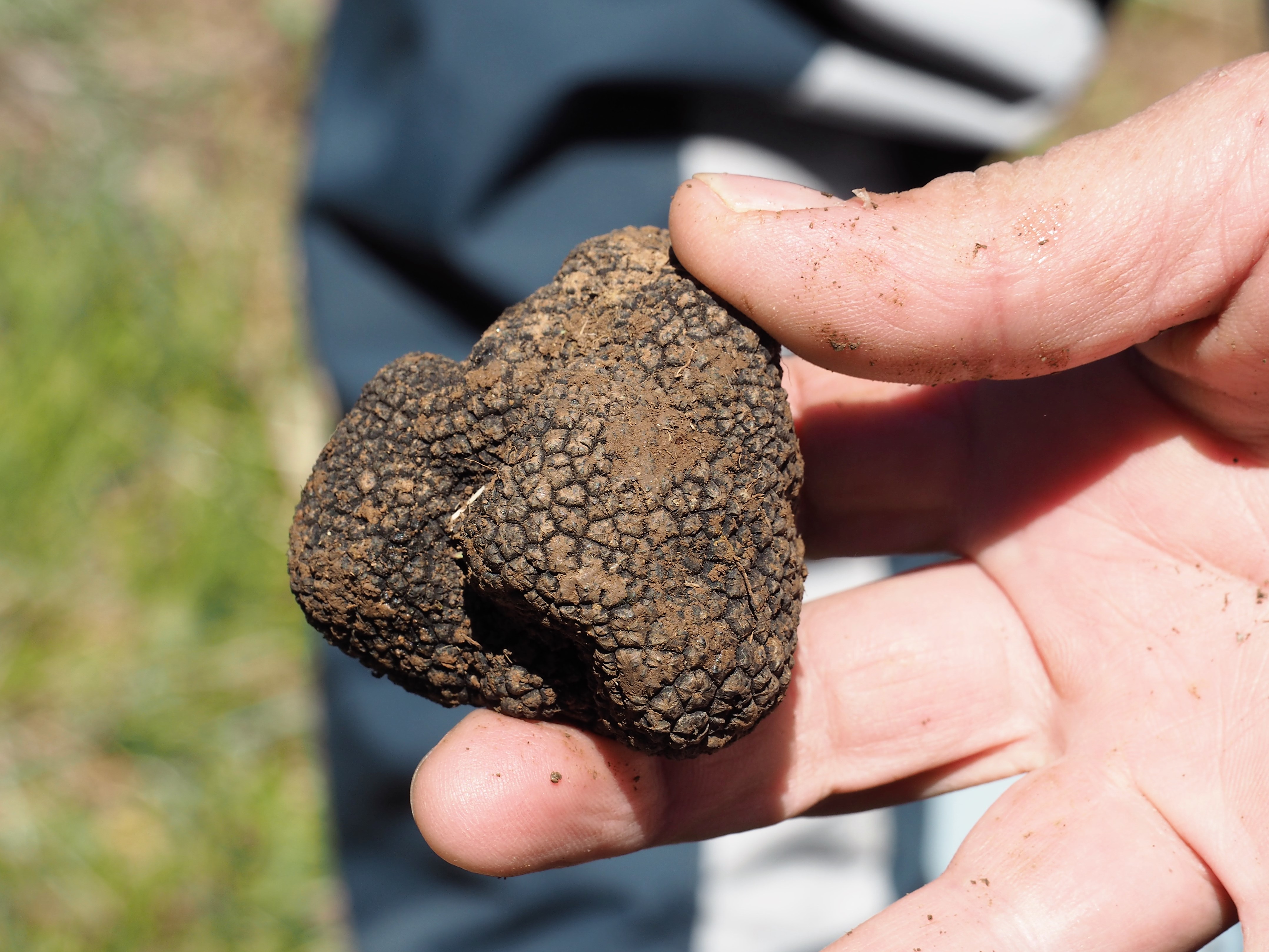 Greece’s wealth of Fungi: the mushrooms and truffles